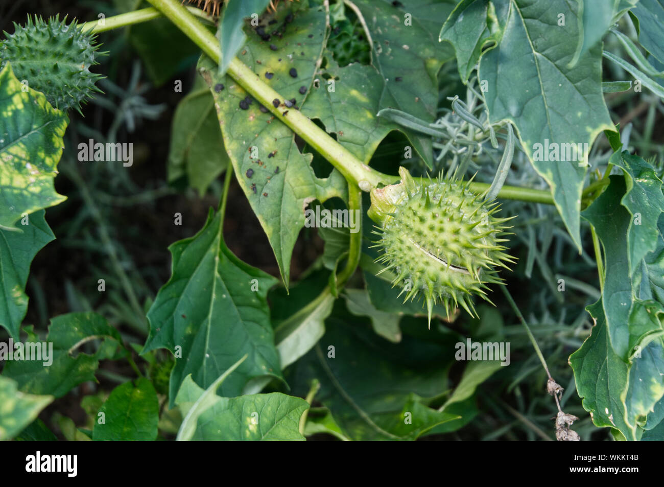 close-up of prickly fruit of a jimson weed, datura stramonium, a toxic ...