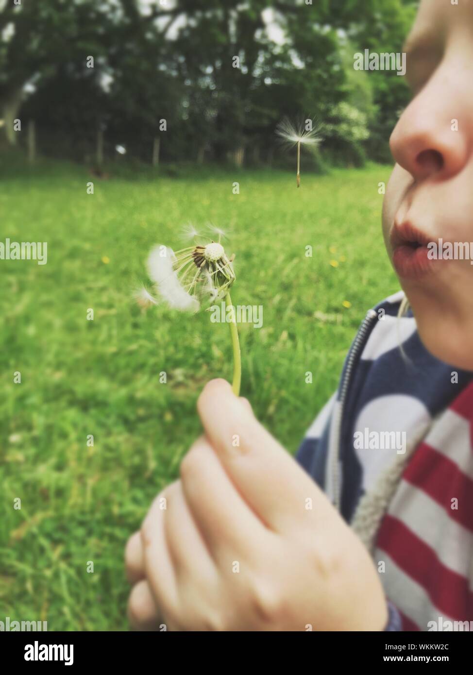 Child blowing dandelion hi-res stock photography and images - Alamy