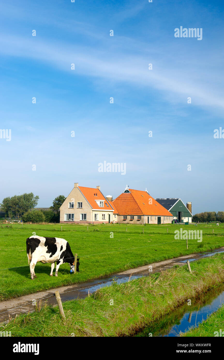 Typical dutch landscape with cows farmland and a farm house Stock Photo ...