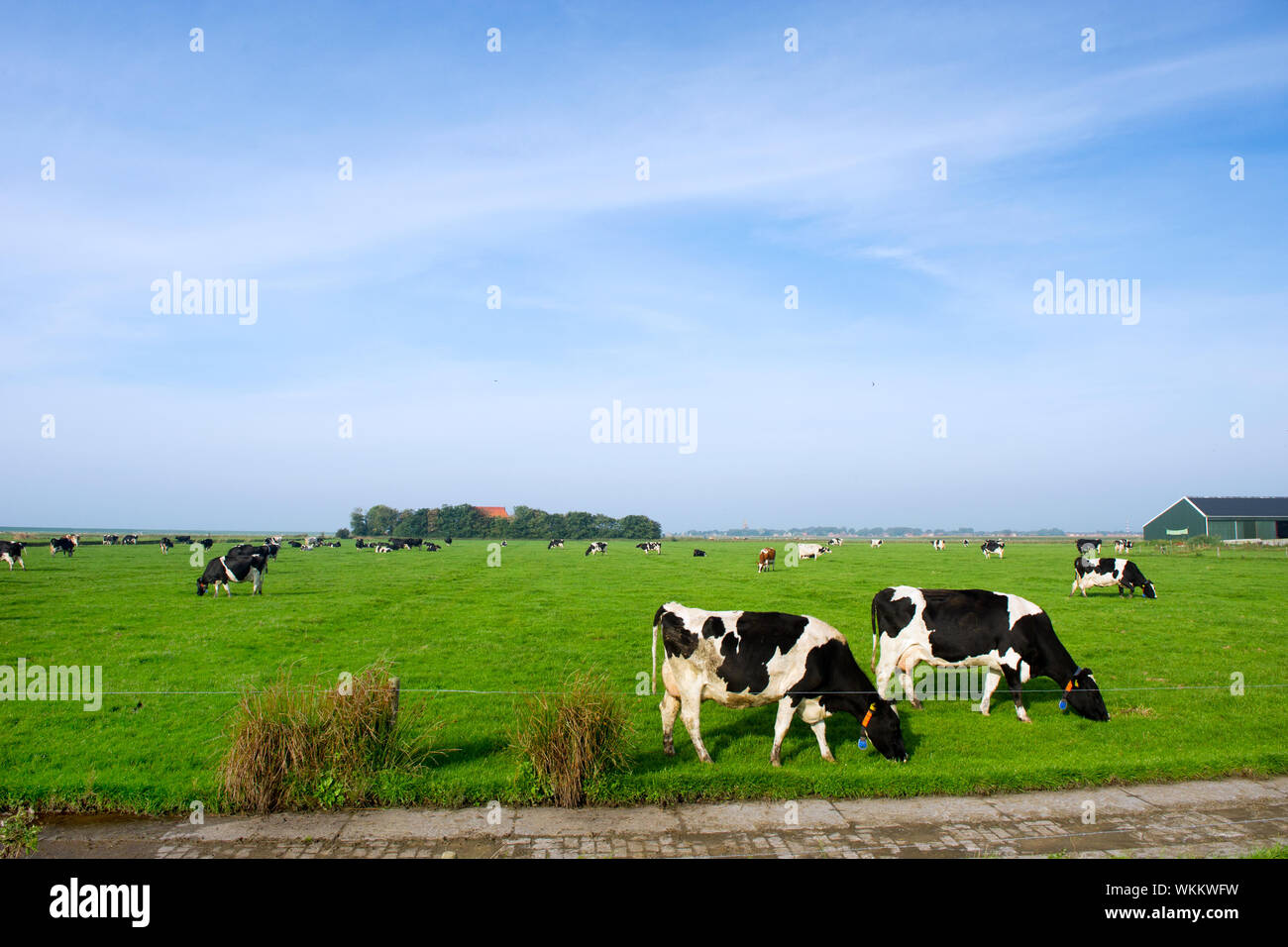Typical dutch landscape with cows in the flat pastures Stock Photo - Alamy