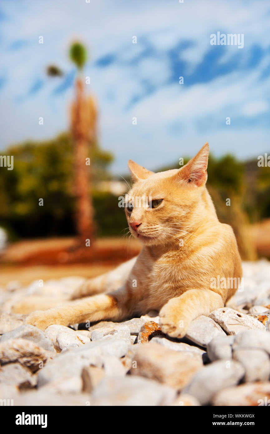 Greek red stray cat in nature outdoor Stock Photo - Alamy