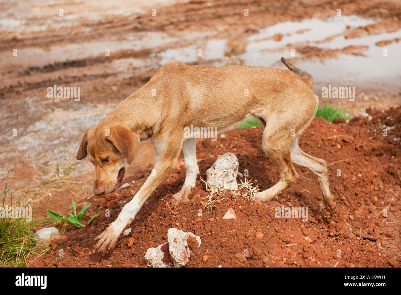 Very poor and thin stray dog in Greece Stock Photo - Alamy