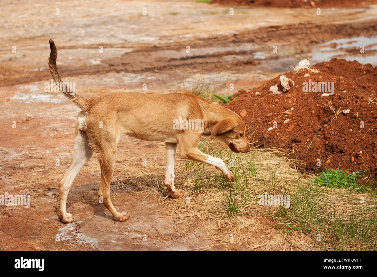 Very poor and thin alley stray dog in Greece Stock Photo - Alamy