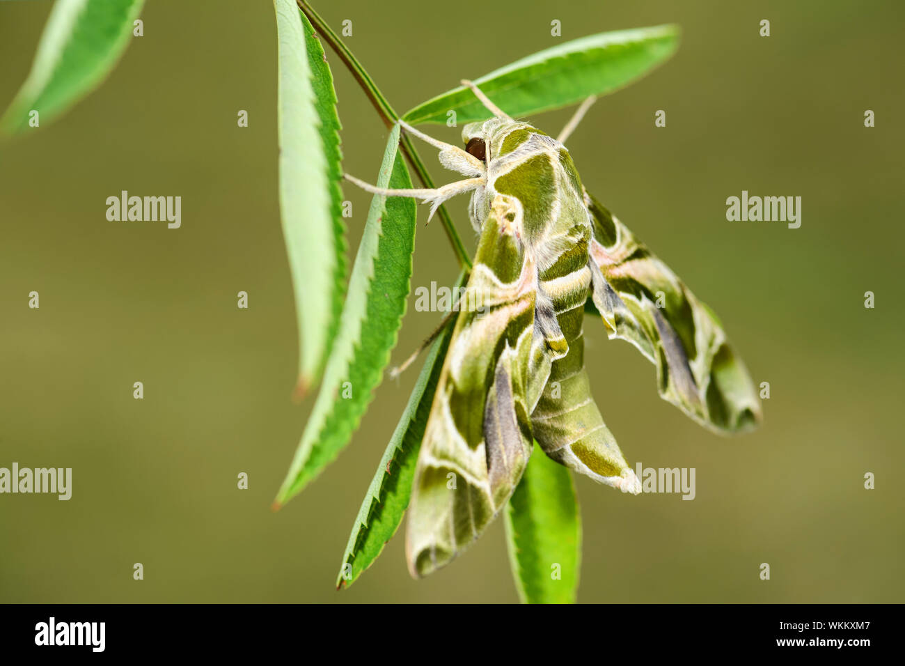 Oleander Hawk-moth - Daphnis nerii, beautiful colored moth from ...