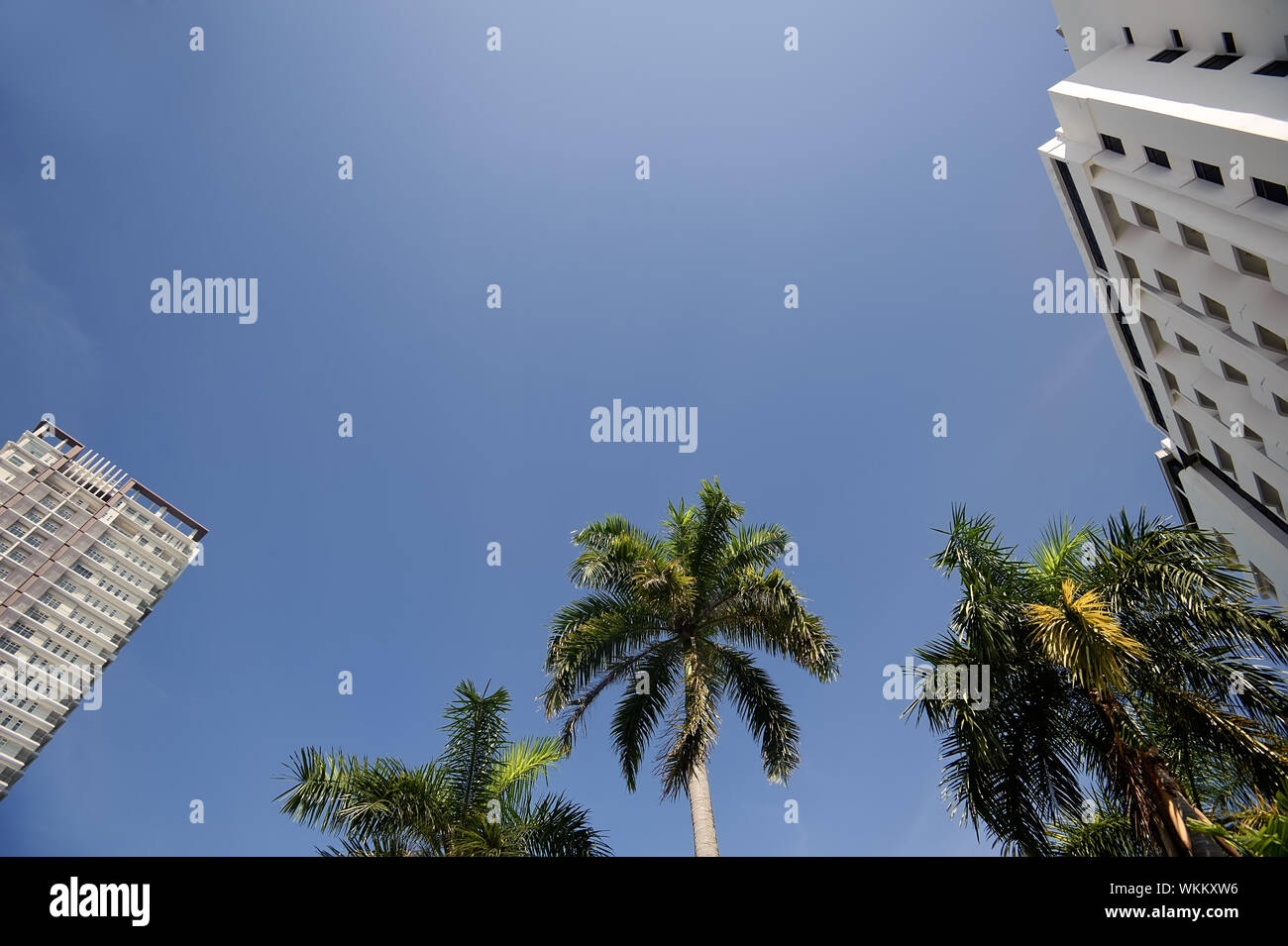 Vocation concept background with palm trees and hotel under blue sky in ...
