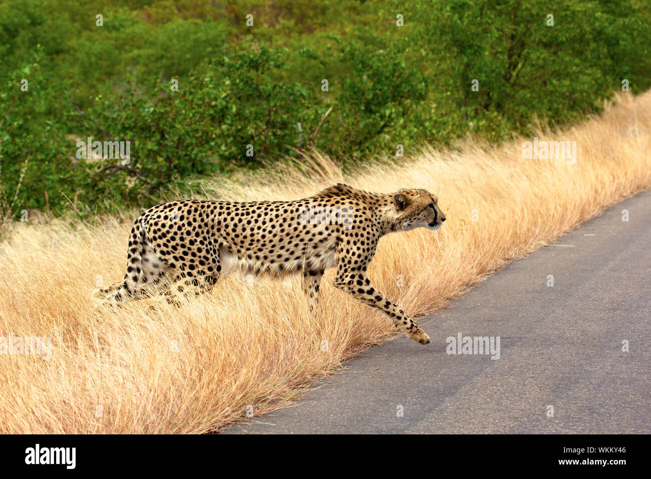 Cheetah on road hi-res stock photography and images - Alamy