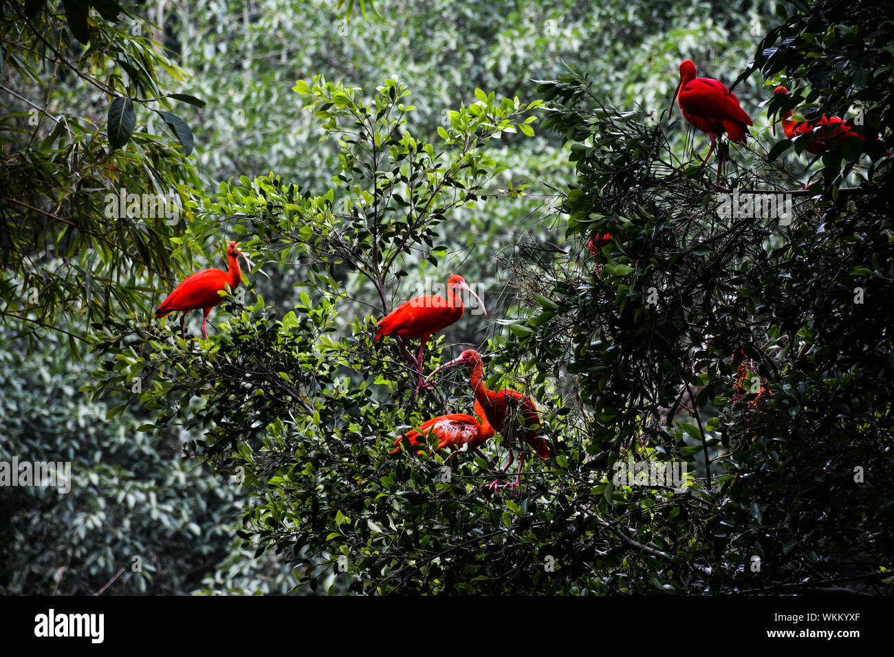 Red scarlet ibis hi-res stock photography and images - Alamy