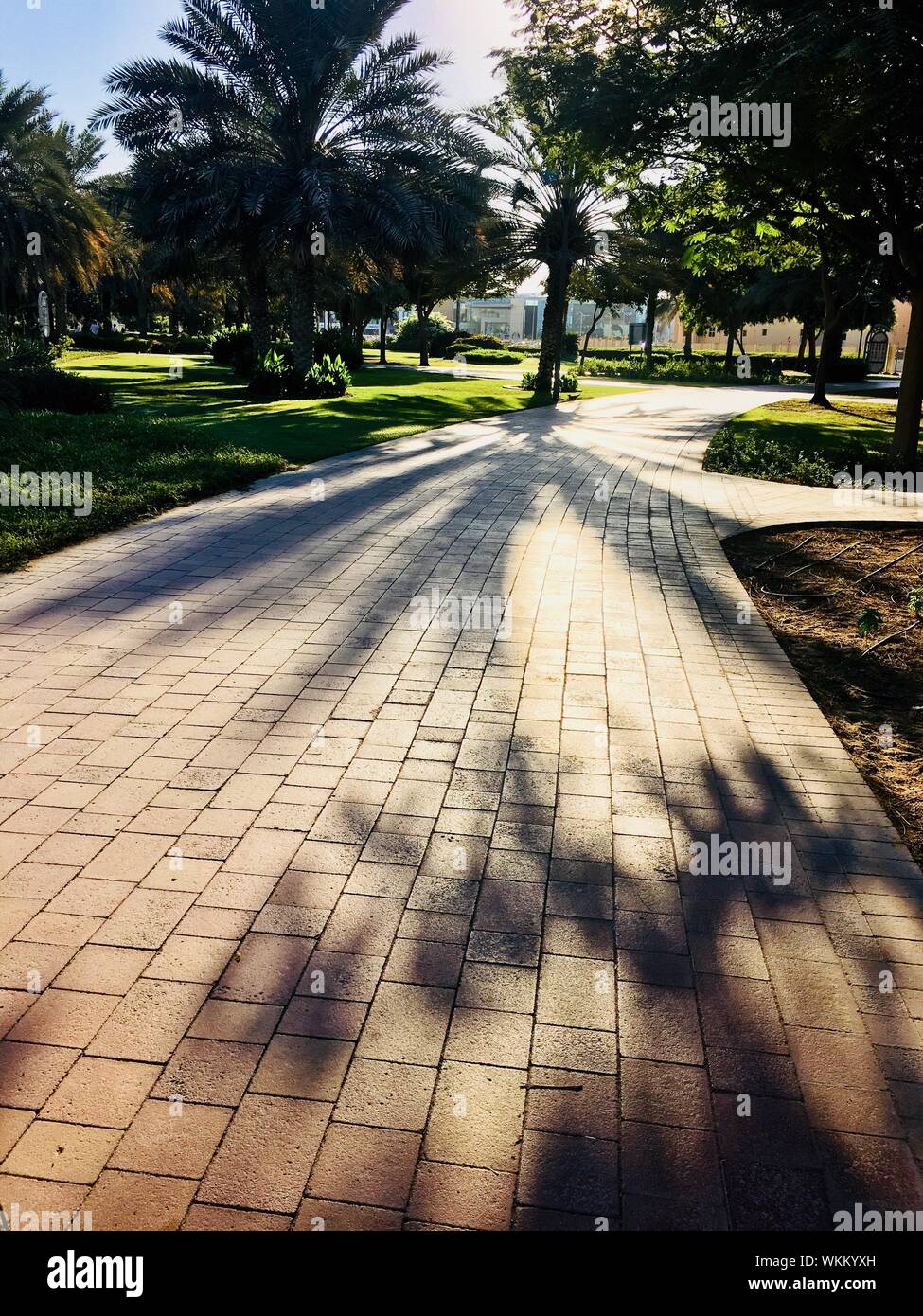 Palm tree trees shadow hi-res stock photography and images - Alamy