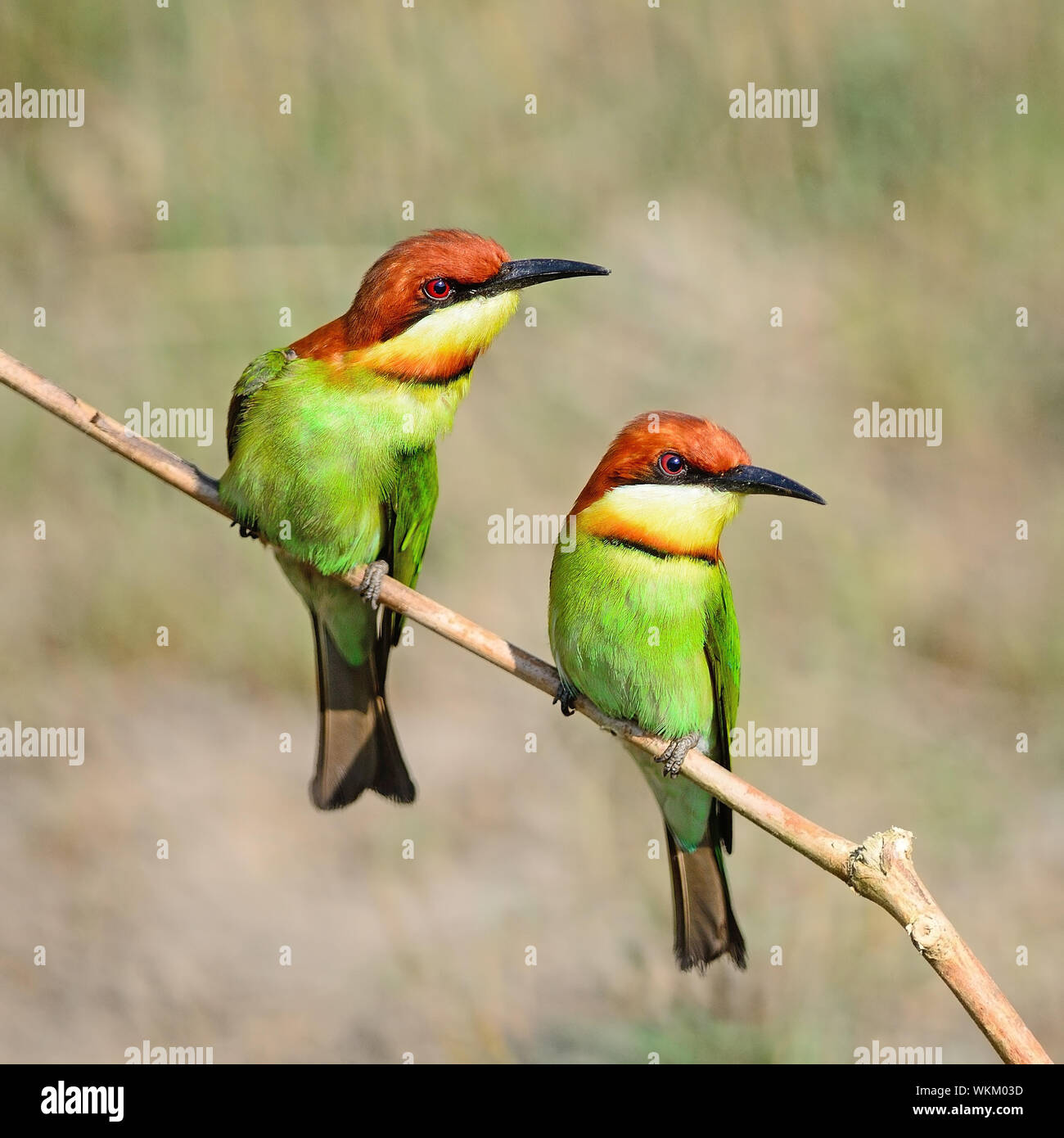 Colorful Bee-eater bird, Chestnut-headed Bee-eater (Merops leschenaulti ...
