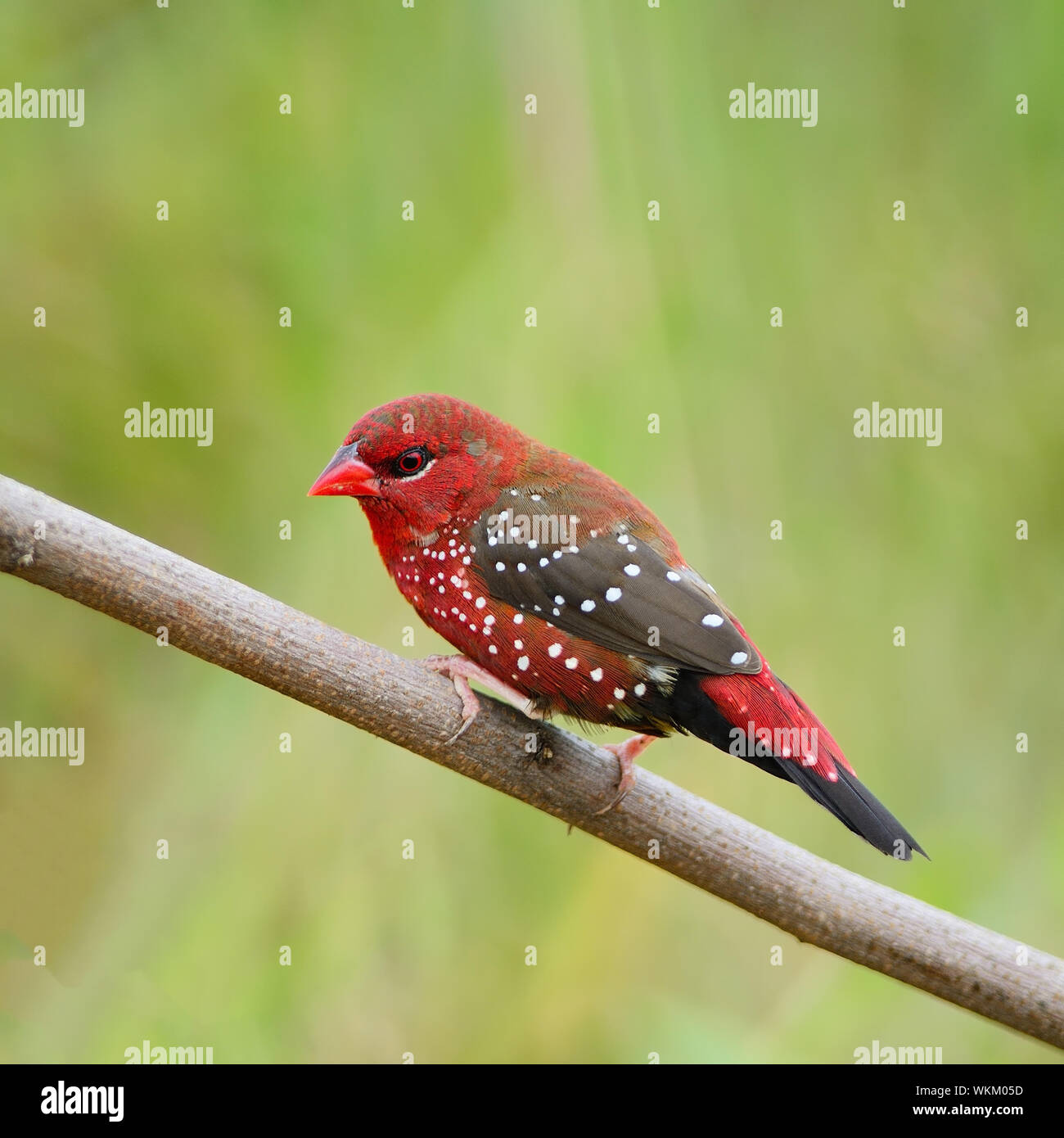 Beautiful red bird, mature male Red Avadavat (Amandava amandava) on the ...