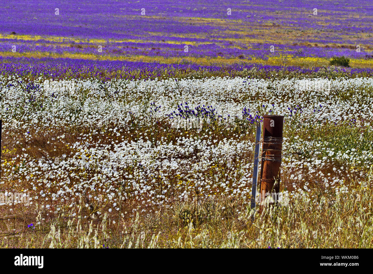 Western australia wildflowers hi-res stock photography and images - Alamy