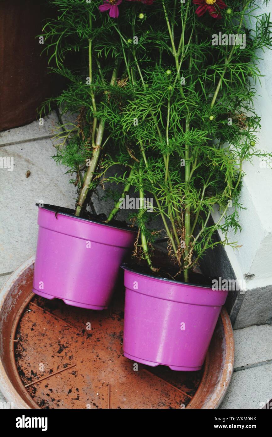 Pot Plant Fallen High Resolution Stock Photography and Images - Alamy