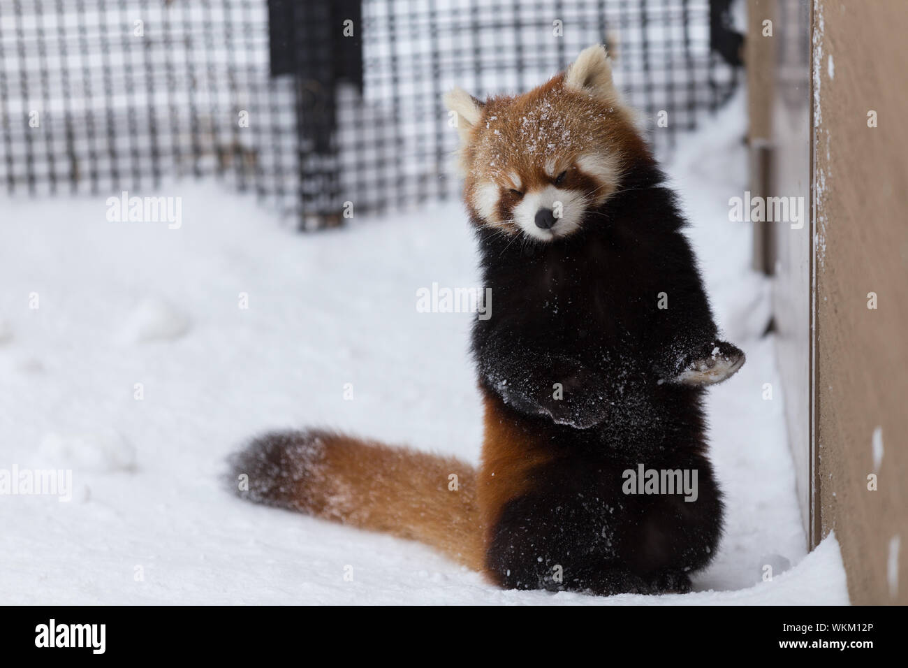 Panda snow hi-res stock photography and images - Alamy