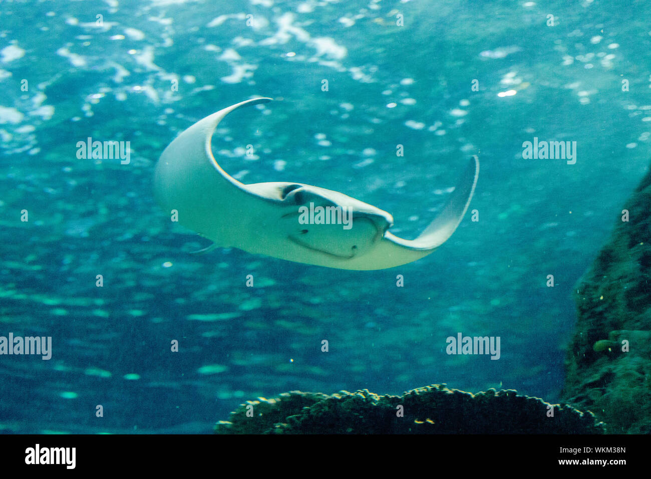 Stingray in nature hi-res stock photography and images - Alamy