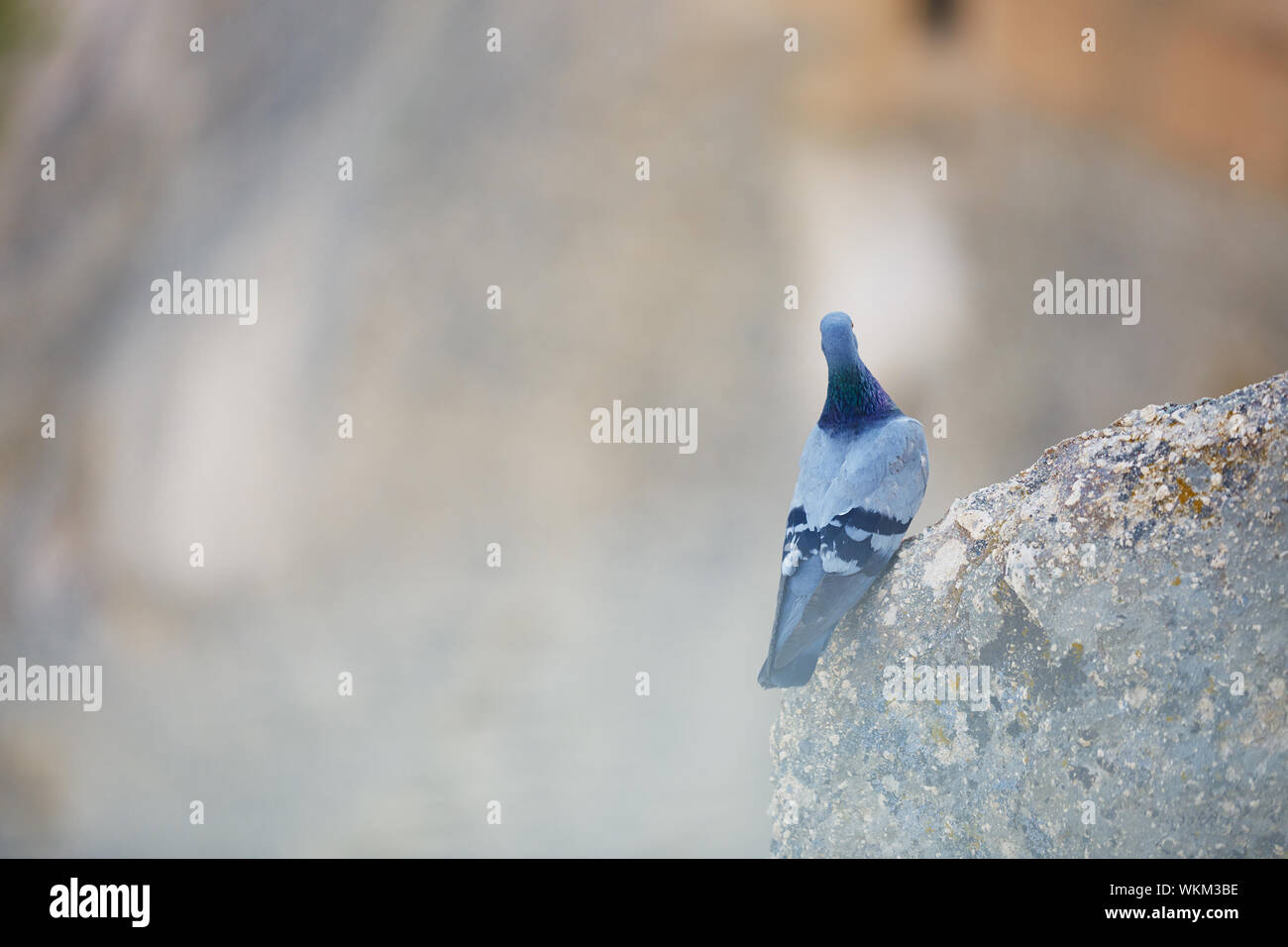 Pigeon on the rock. Rear view Stock Photo - Alamy