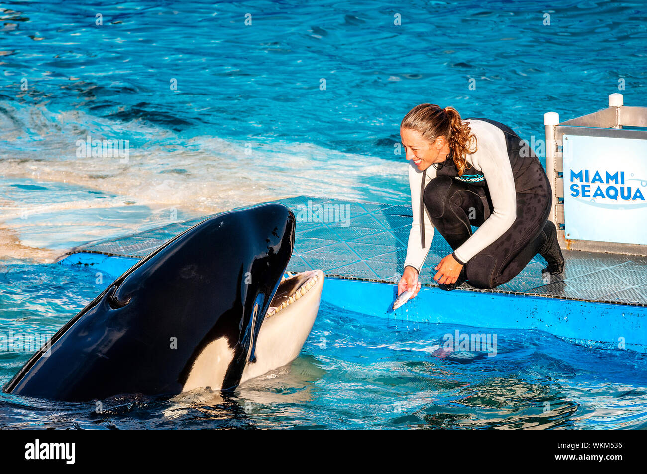 MIAMI,US - JANUARY 24,2014: Lolita,the killer whale at the Miami ...