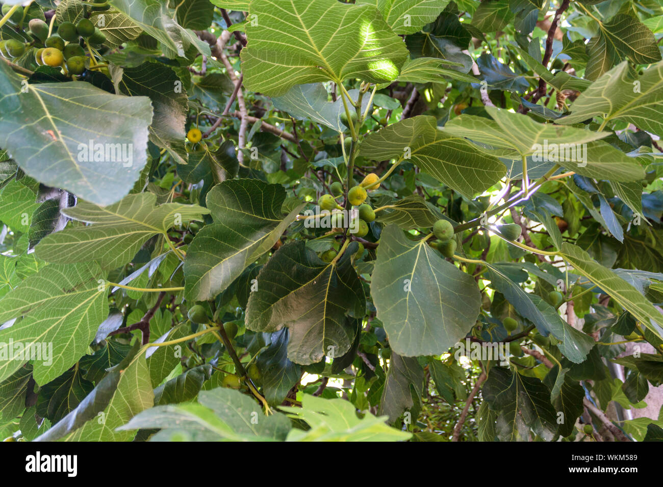 Figs on fig tree branch Stock Photo - Alamy