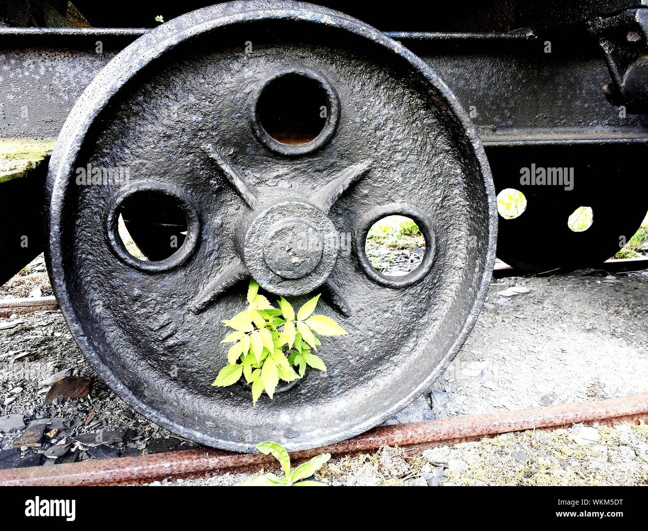Plant wheel hi-res stock photography and images - Alamy