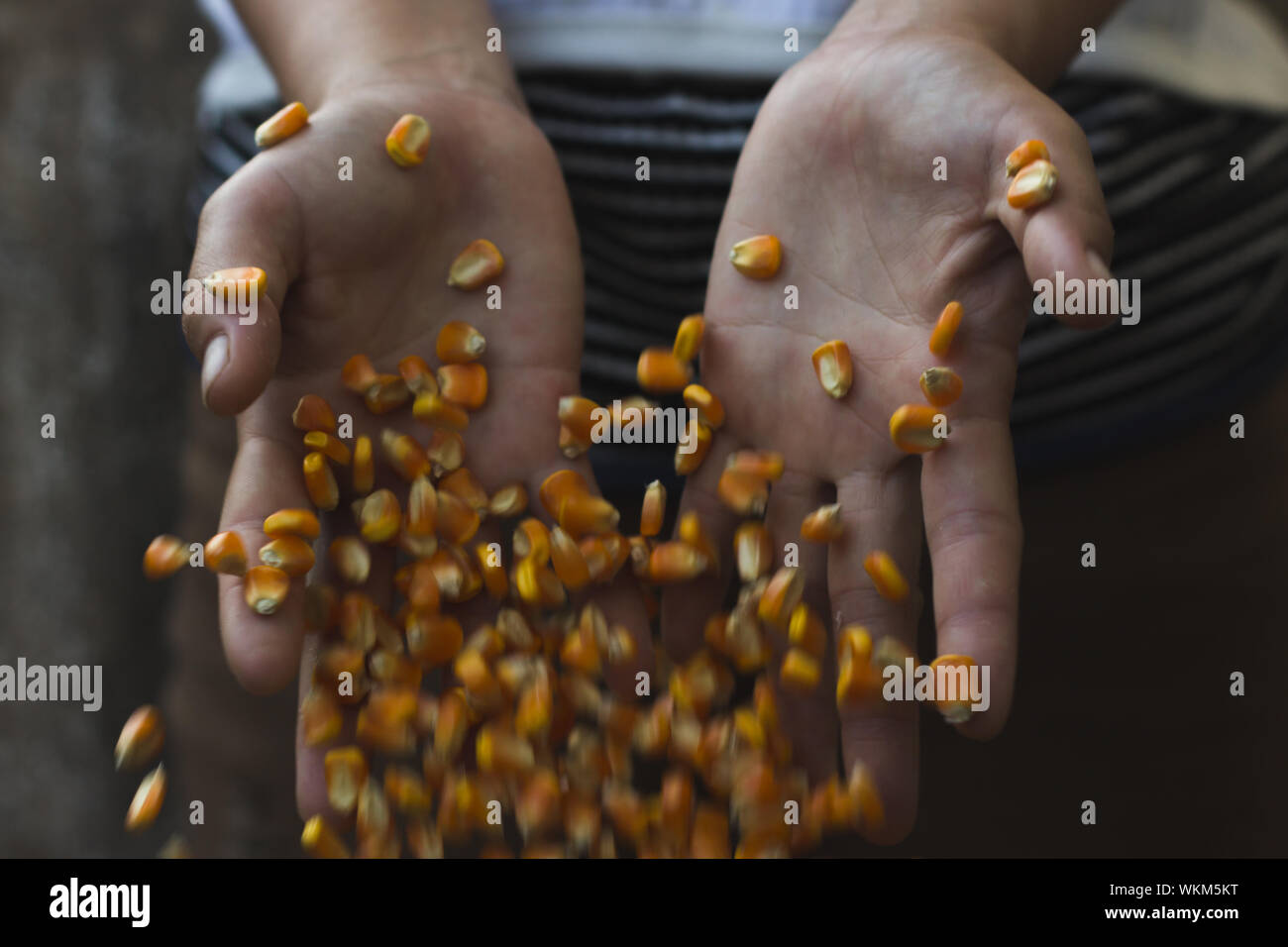 Kernels hi-res stock photography and images - Alamy