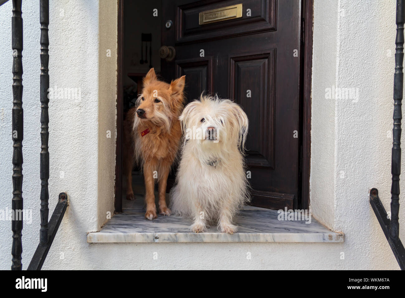 Two dogs waiting at front door hi-res stock photography and images - Alamy