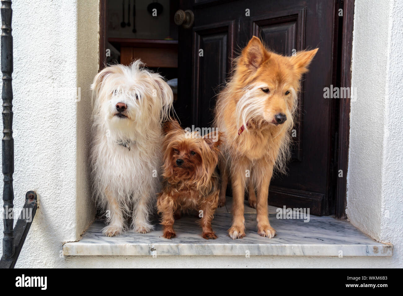 Three dogs wait hi-res stock photography and images - Alamy