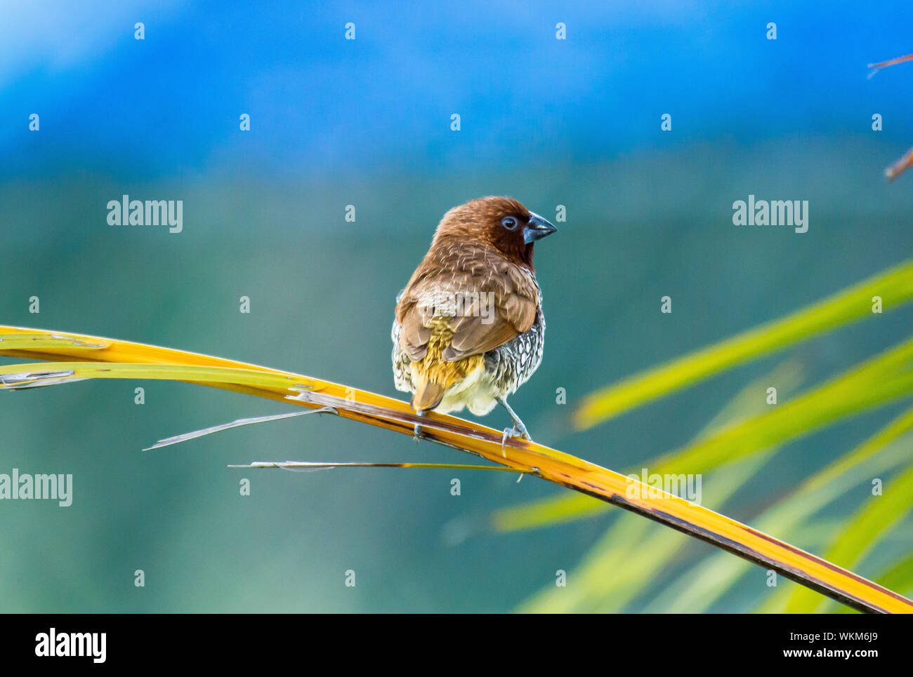 Munia hi-res stock photography and images - Alamy