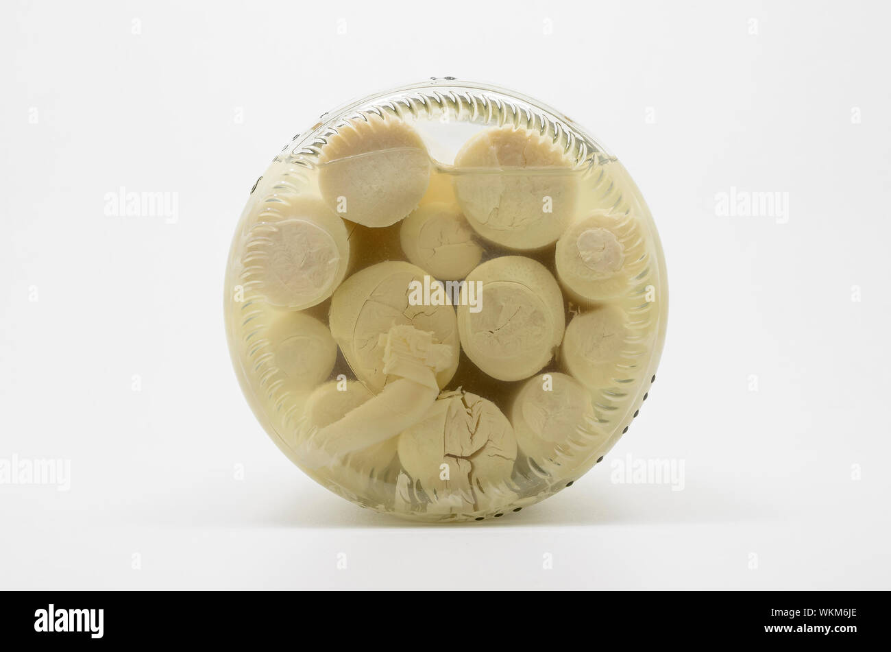 Palmito Brazil High Resolution Stock Photography and Images - Alamy