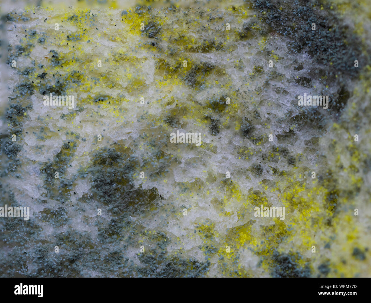 close up texture of growing bread mold (Rhizopus Stock Photo - Alamy