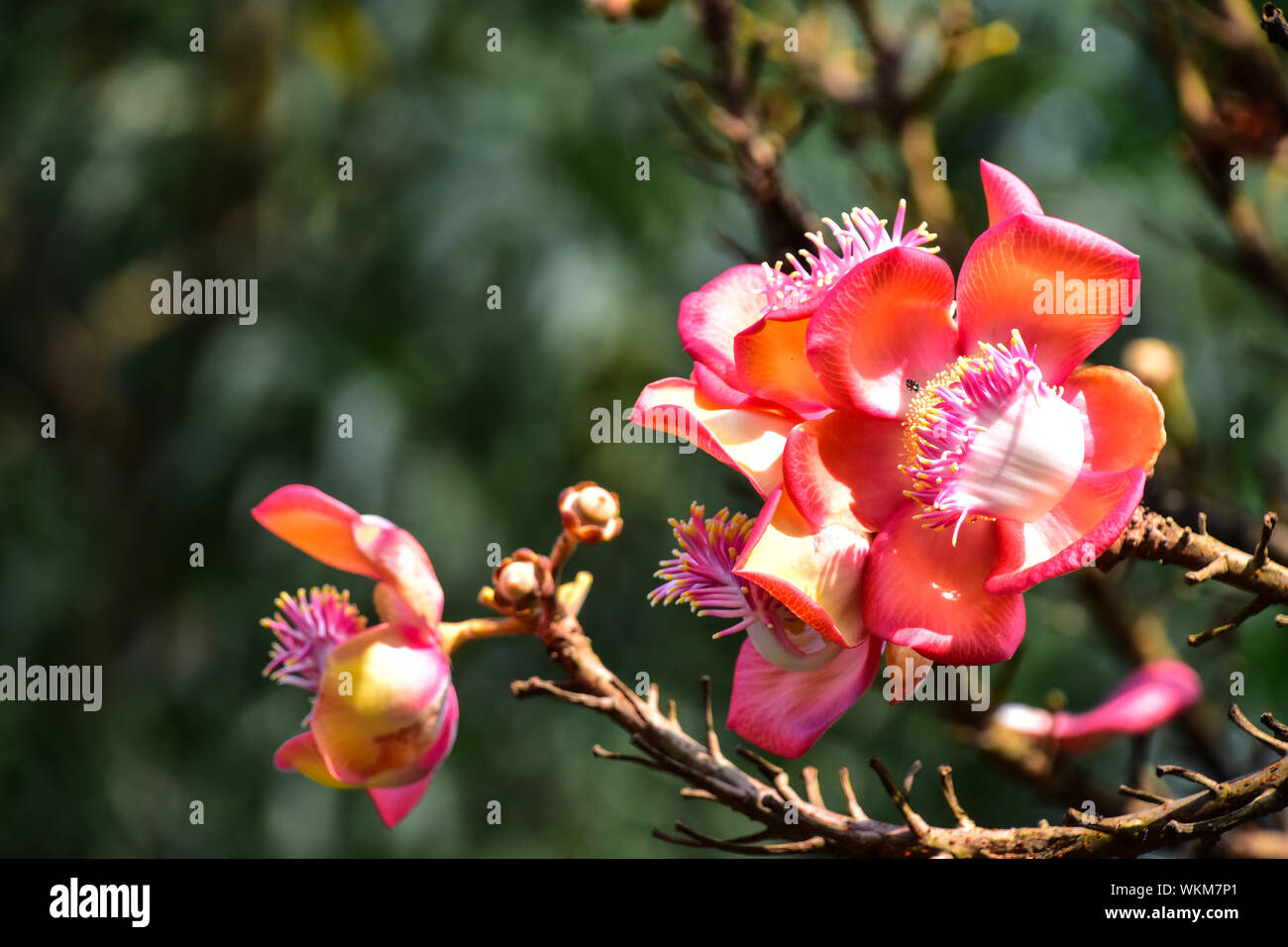 Sara Tree Flower, Cannonball Tree, Lake Kandy, Kandy, Sri Lanka Stock ...