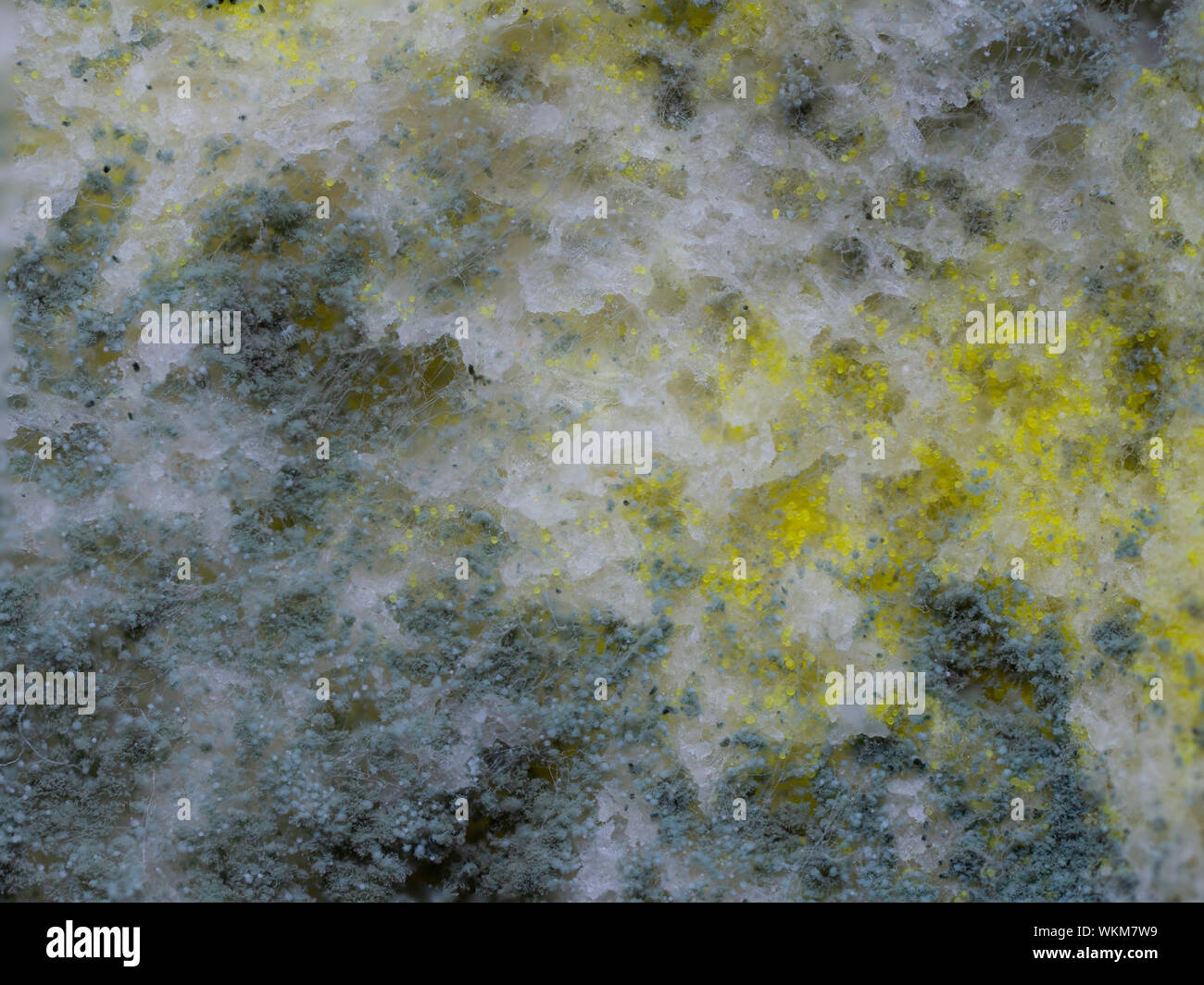 close up texture of growing bread mold (Rhizopus Stock Photo - Alamy