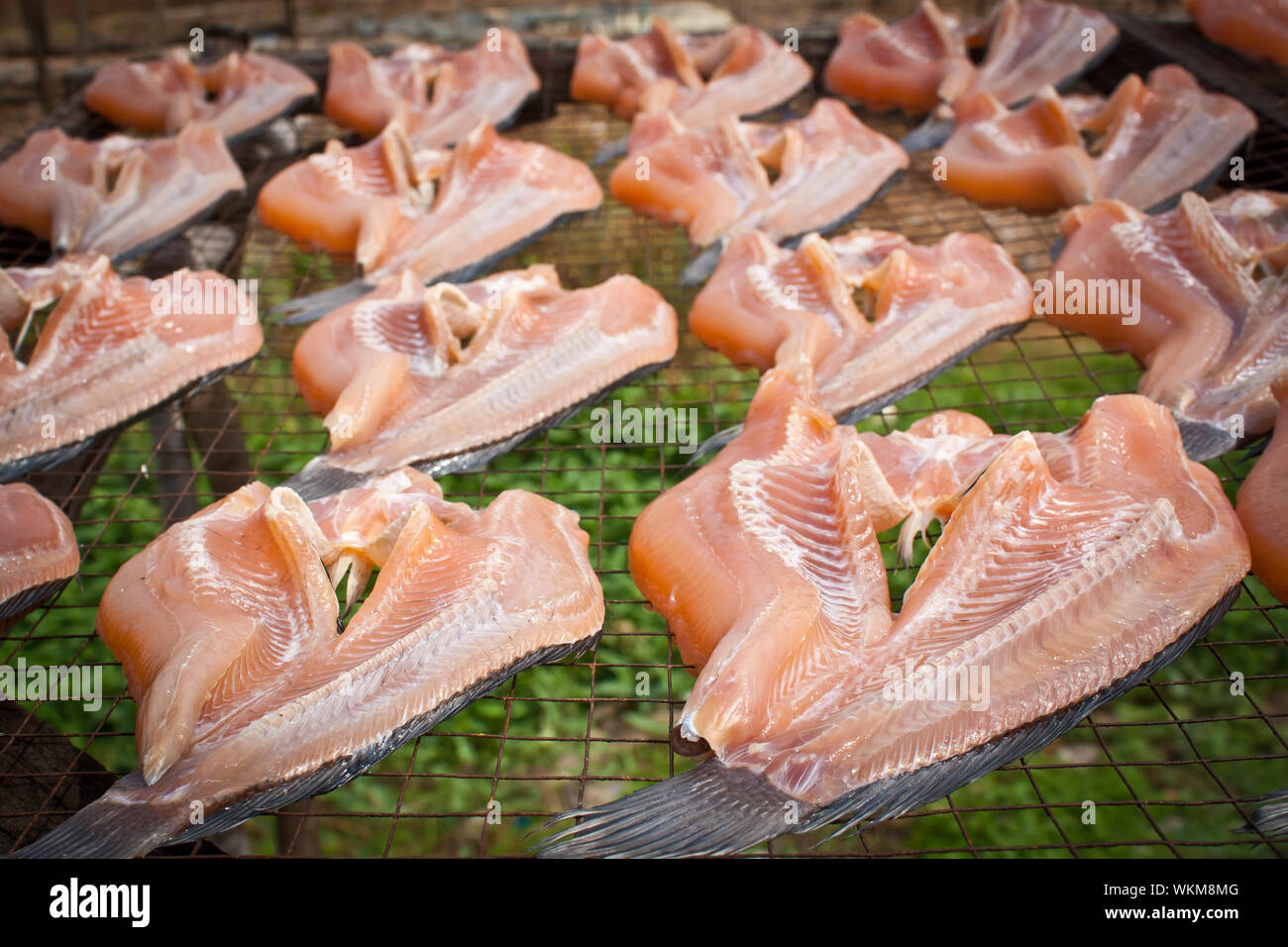 Fish Drying On Frame High Resolution Stock Photography and Images - Alamy