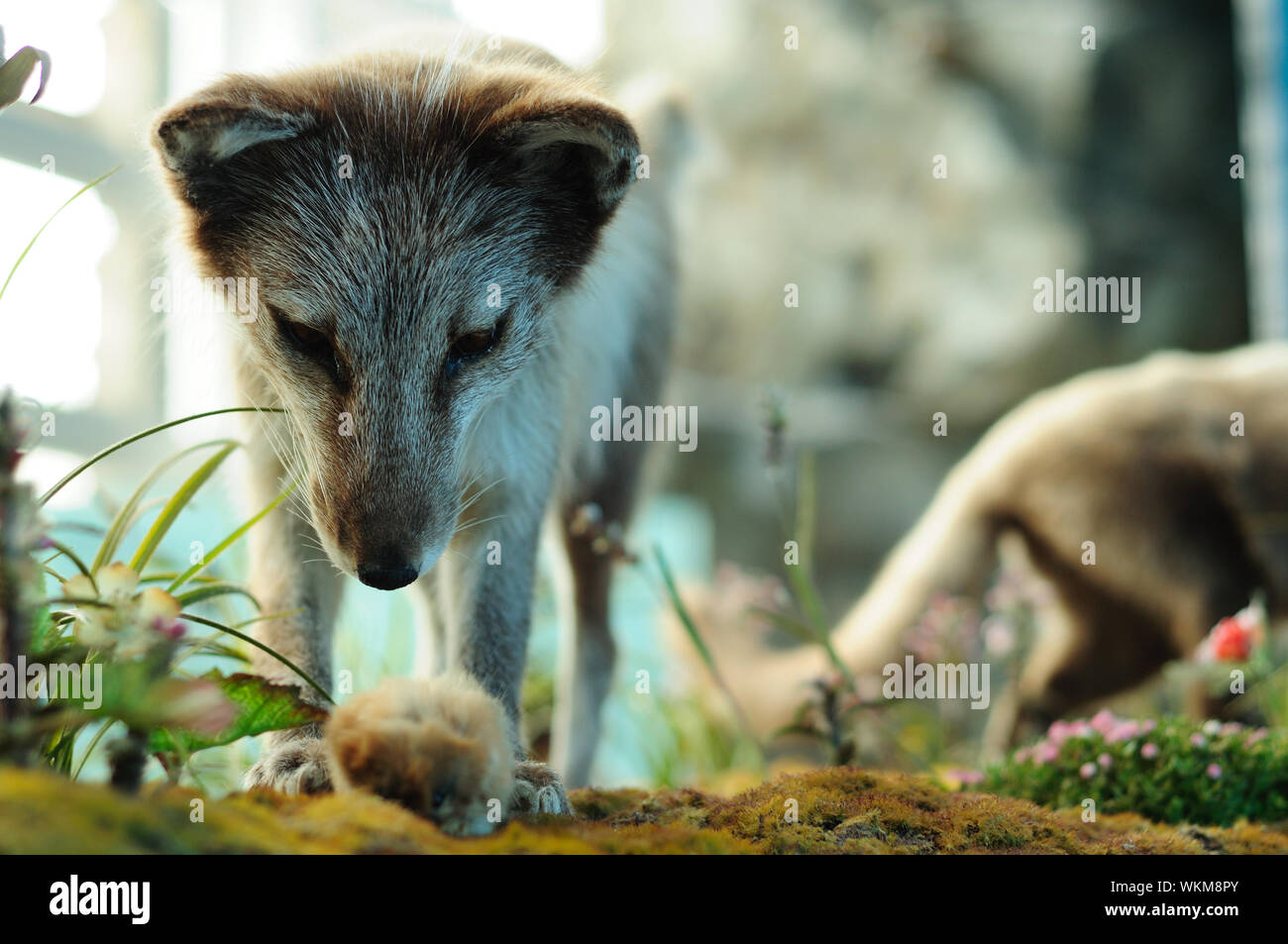 Fox looking up hi-res stock photography and images - Alamy