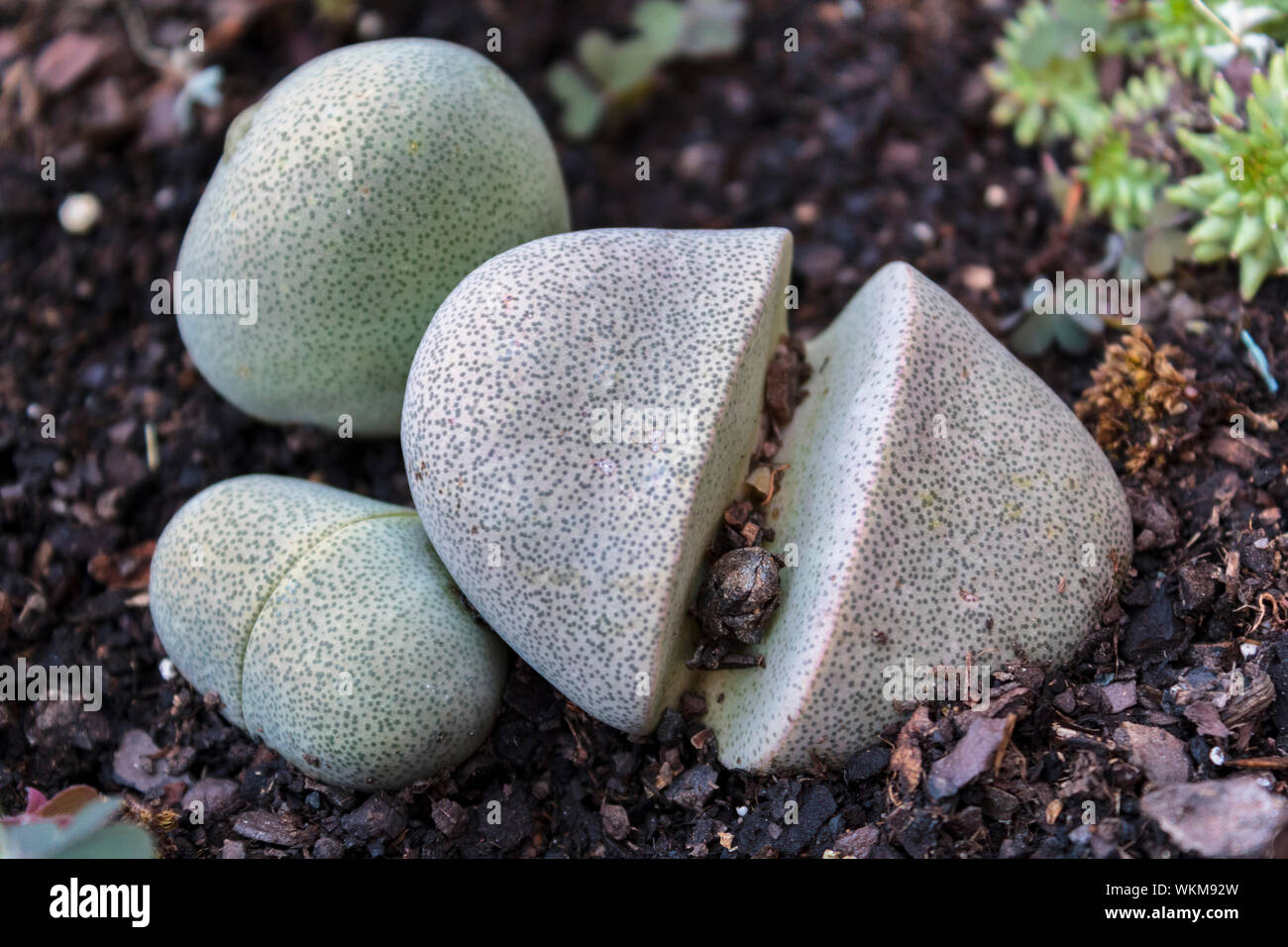 Split rock plant hi-res stock photography and images - Alamy