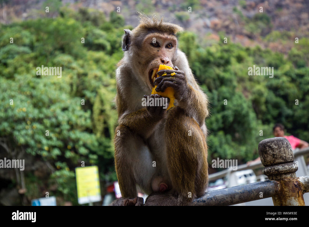 Monkey eating mango fruit hi-res stock photography and images - Alamy