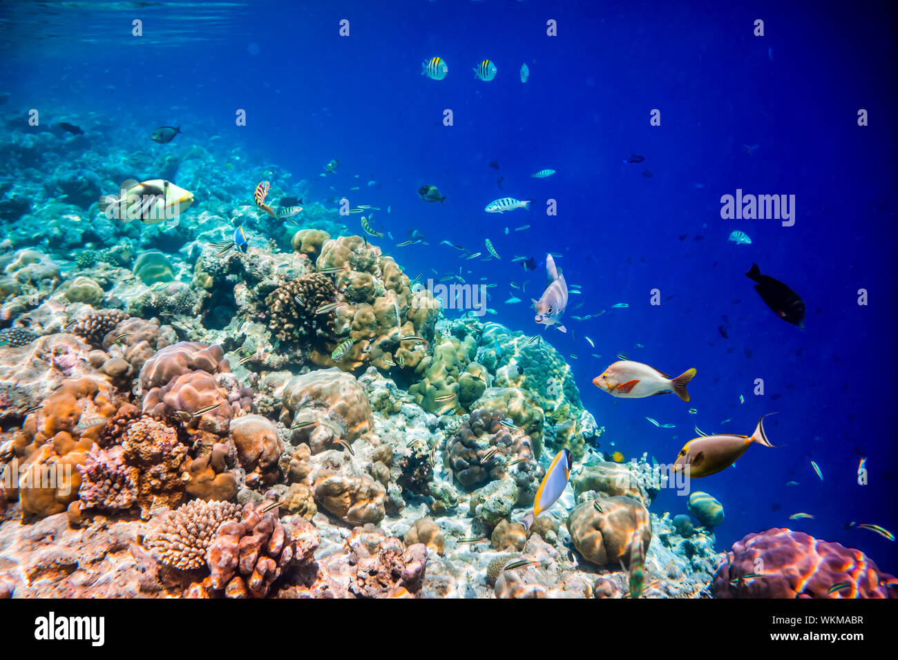 Reef variety hard soft corals hi-res stock photography and images - Alamy