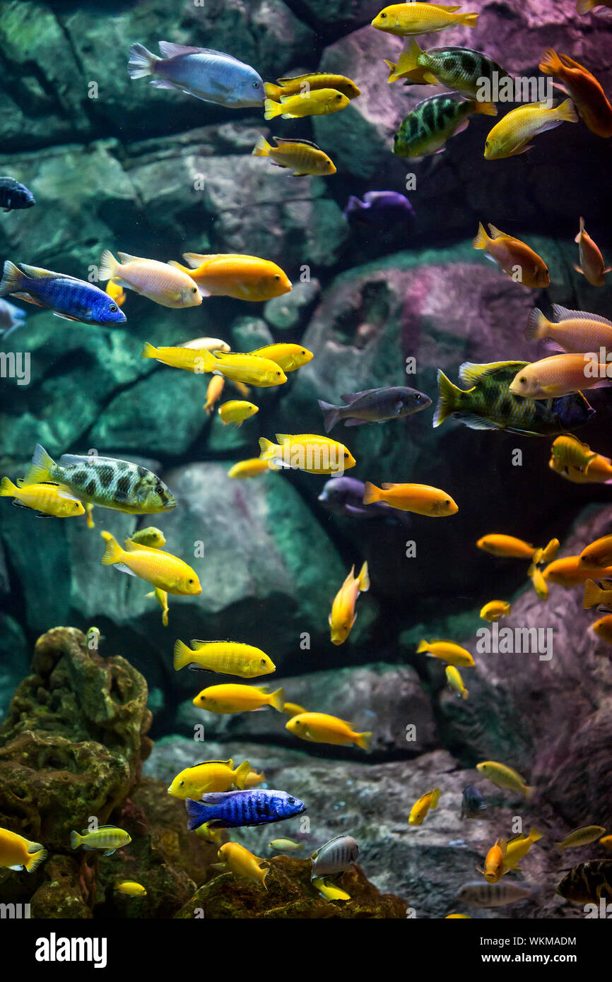 fishes in an aquarium Stock Photo - Alamy