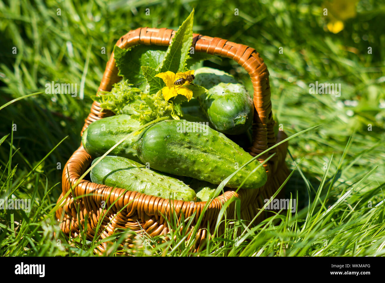 Cucumbers in a basket hi-res stock photography and images - Alamy