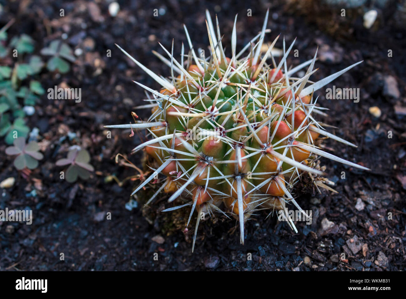 Coryphantha pycnacantha cactus on flower bed Stock Photo - Alamy
