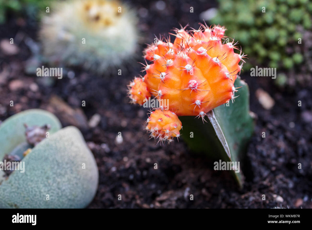Orange Moon Cactus (Gymnocalycium Mihanovichii Stock Photo - Alamy