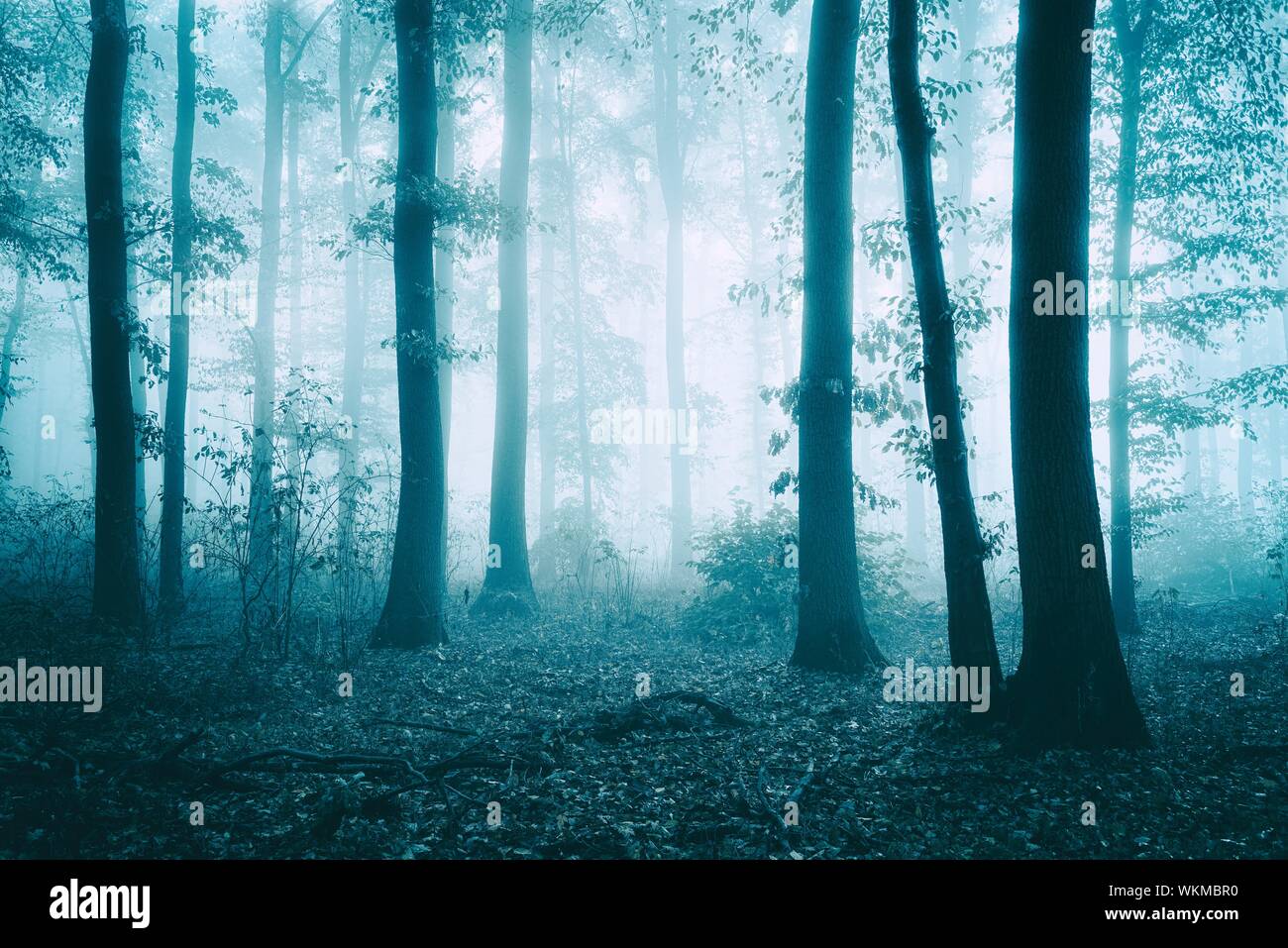 Mixed forest with fog, desaturated, Burgenlandkreis, Saxony-Anhalt ...