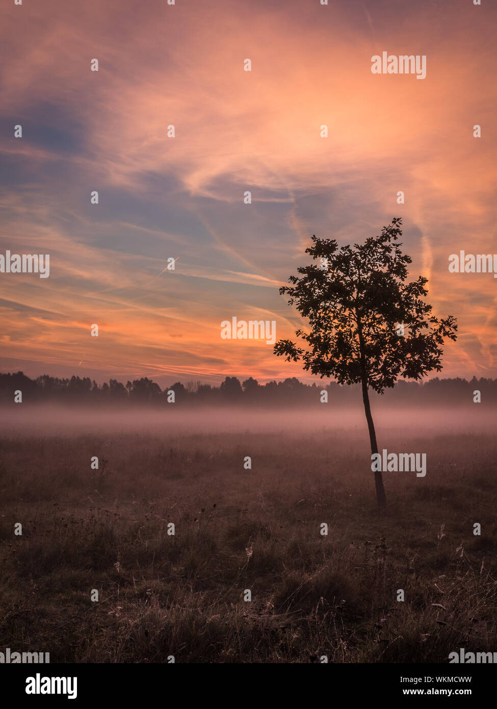 Silhouette tree at sunrise hi-res stock photography and images - Alamy