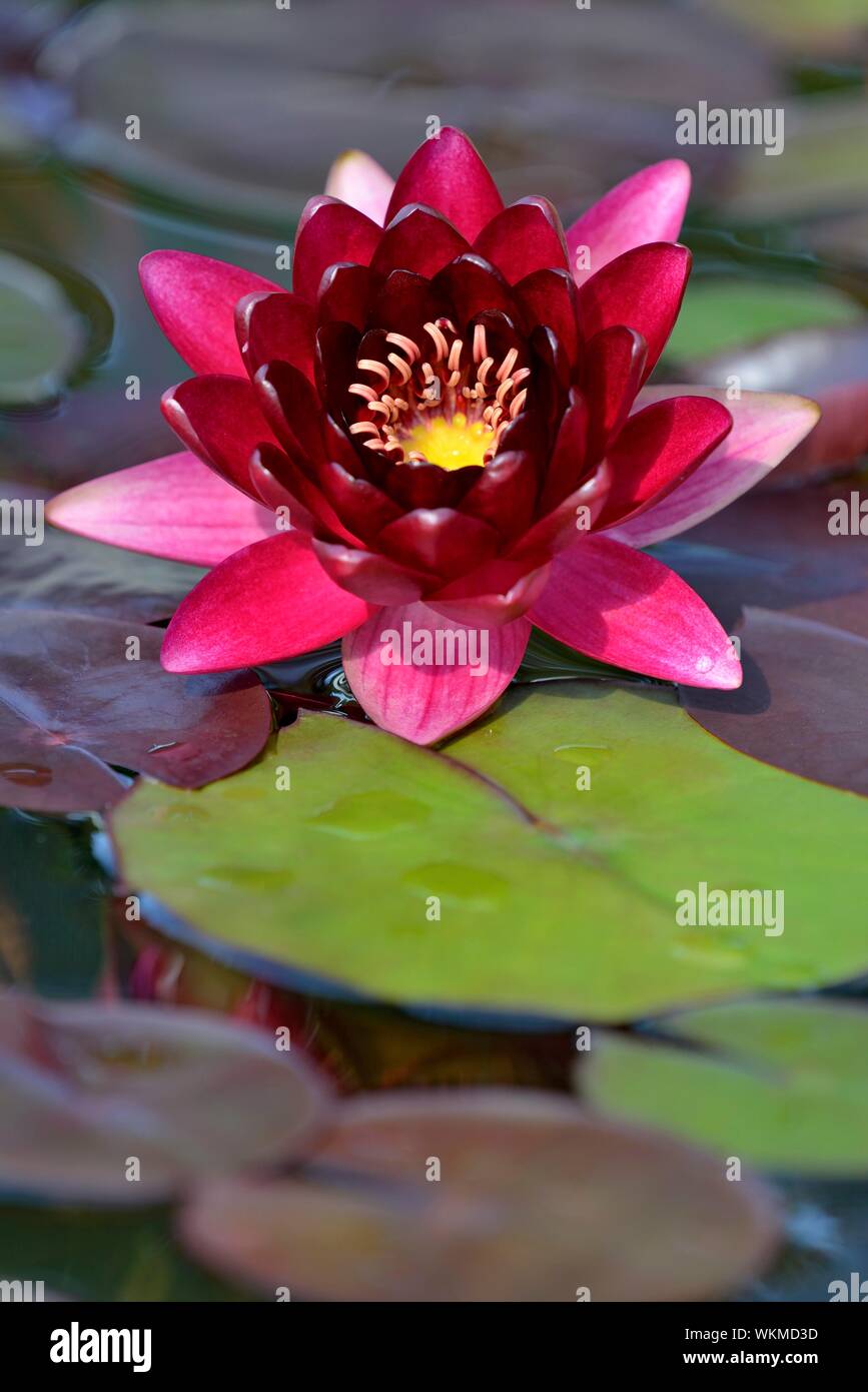 Water lily (Nymphaea), variety Black Princess, dark red flower in pond ...