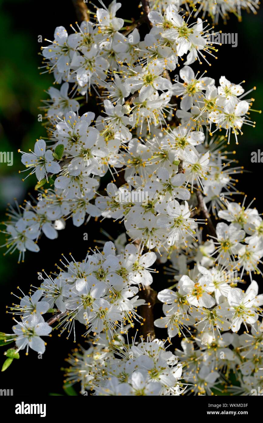 Blackthorn (Prunus spinosa), branch with flowers, Germany Stock Photo ...