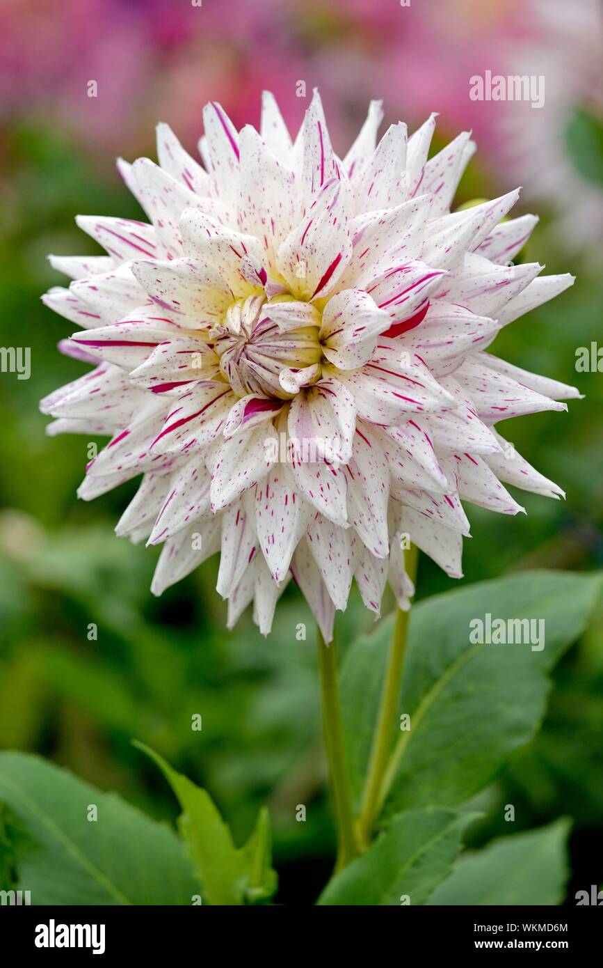 Decorative Dahlia (Dahlia), variety Mick`s Peppermint, flower, North ...
