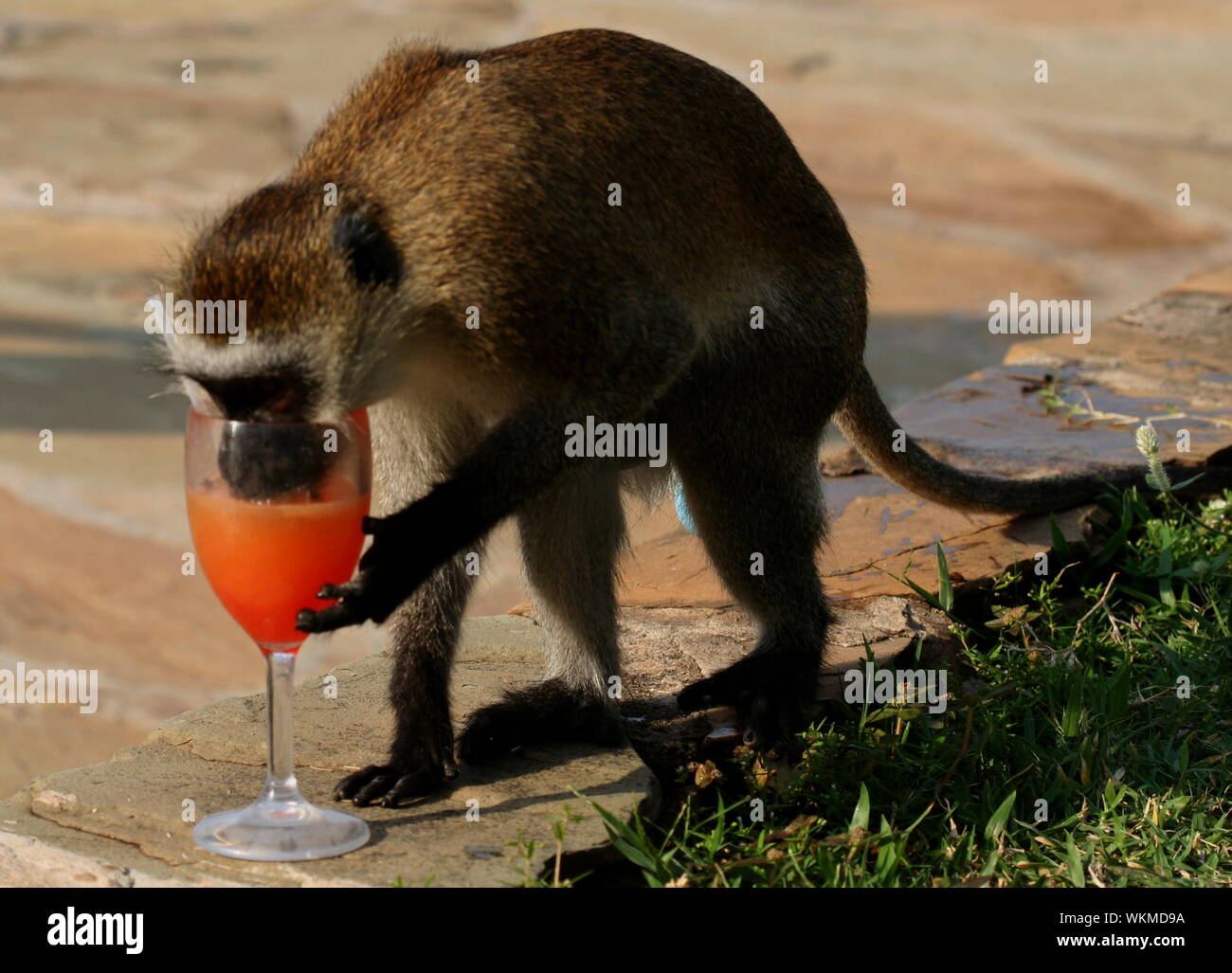 Monkey drink hi-res stock photography and images - Alamy