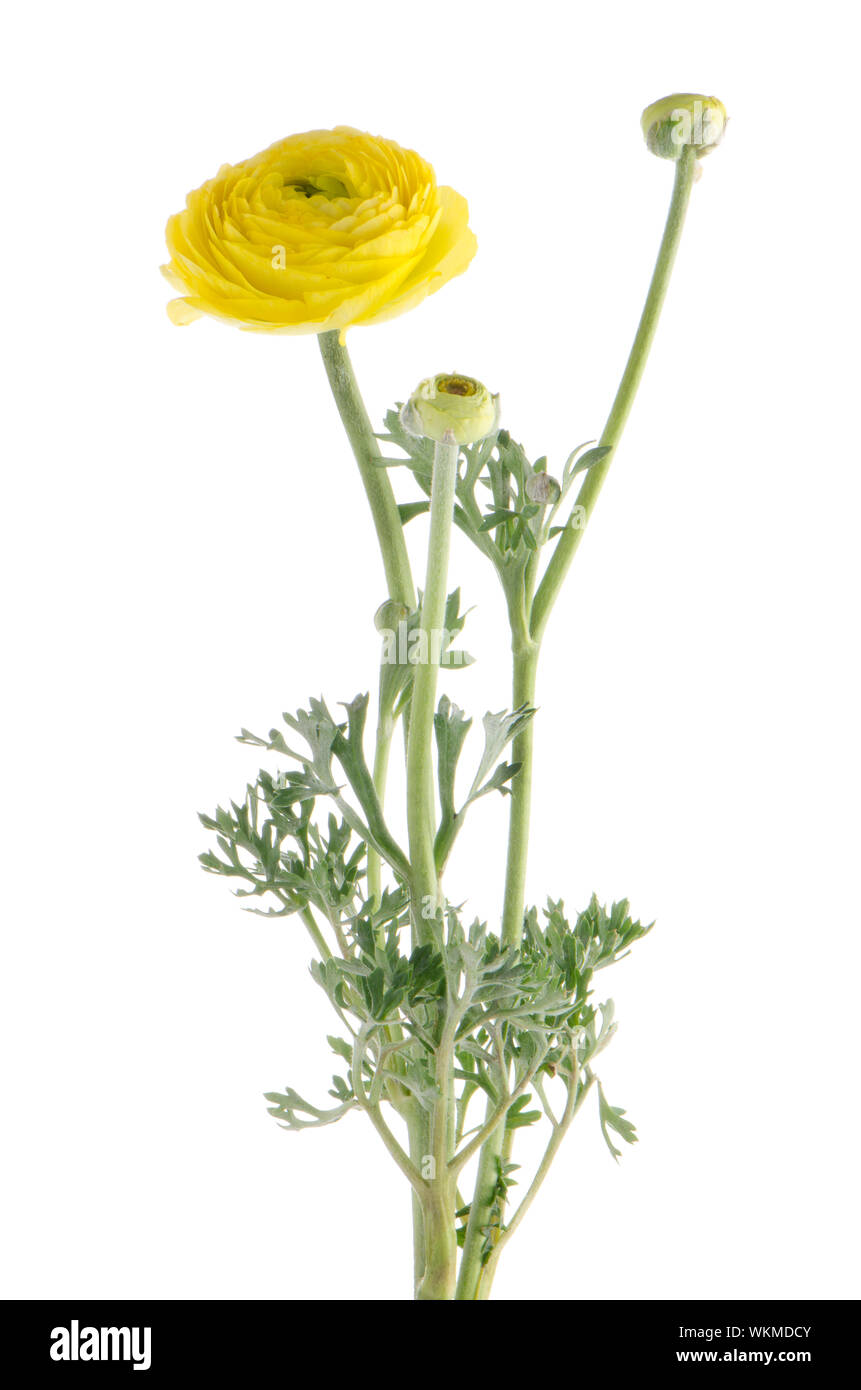 Beautiful yellow eustoma isolated on white background Stock Photo - Alamy