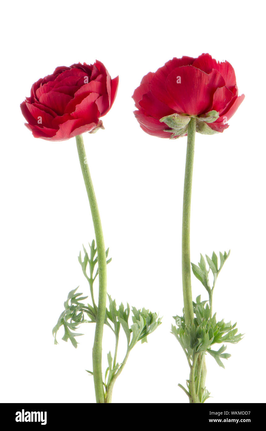 Beautiful red eustoma isolated on white background Stock Photo - Alamy