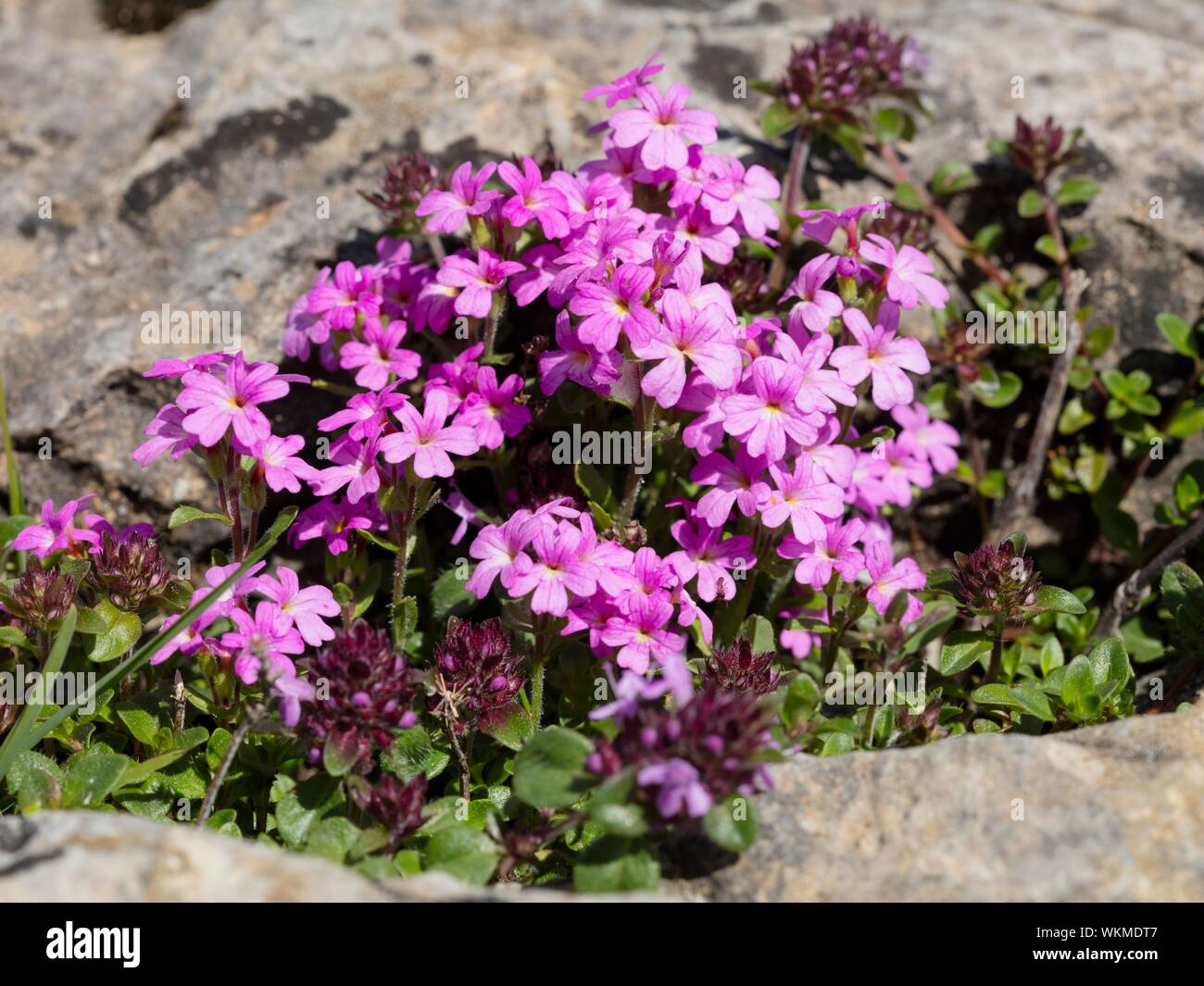 Fairy foxglove erinus alpinus between rocks hi-res stock photography ...