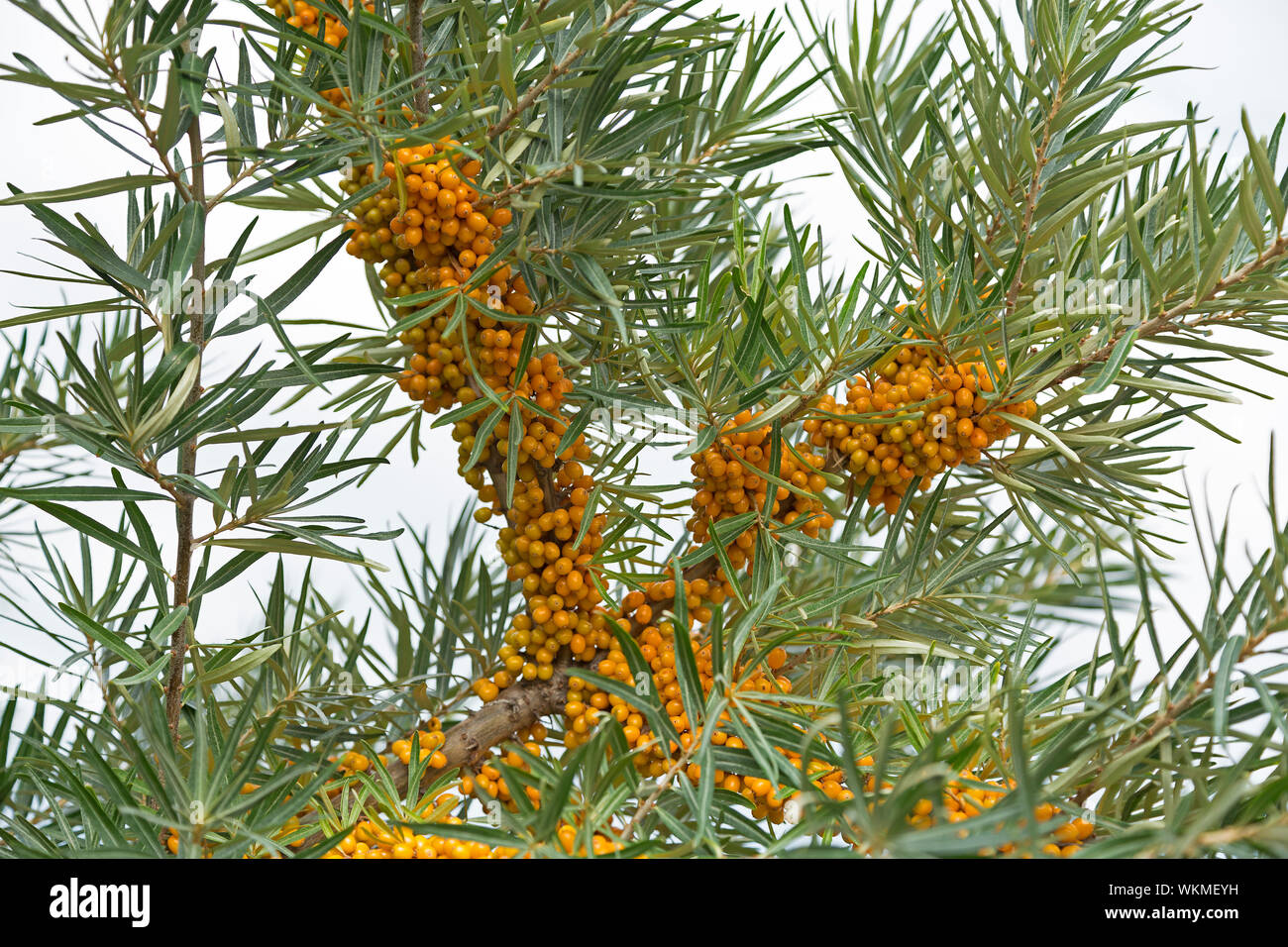 Berries hippophae rhamnoides hi-res stock photography and images - Alamy