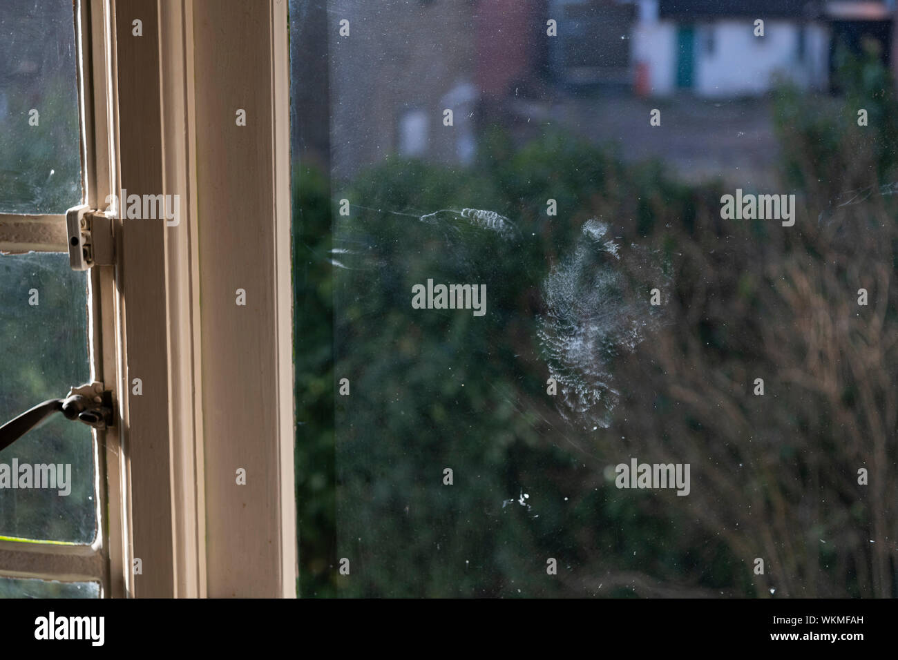 Bird flying into window hi-res stock photography and images - Alamy